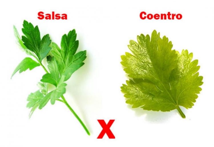 Coentro: Para Que Serve e Como Plantar (Com Fotos)