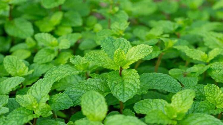 Hortelã-Pimenta (Mentha Piperita): 7 Benefícios e Cultivo