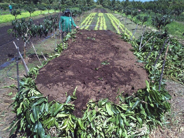 Compostagem: O Que É e Como Fazer? (+3 Exemplos)