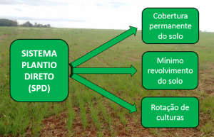Agricultura Sustentável: O Que É e Como Fazer (+3 Exemplos)