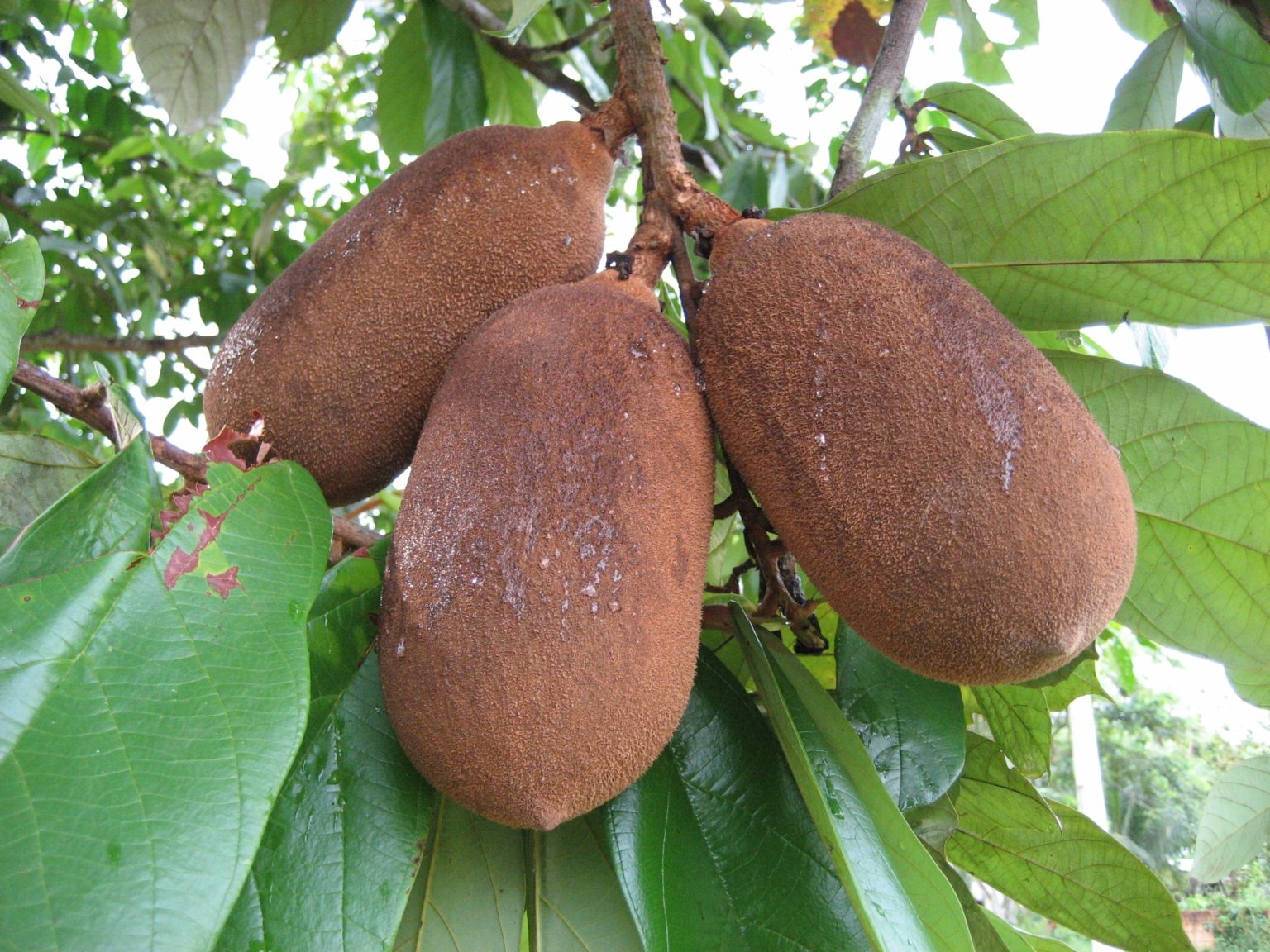 Cupuaçu: 5 Benefícios à Saúde com Fibras e Antioxidantes