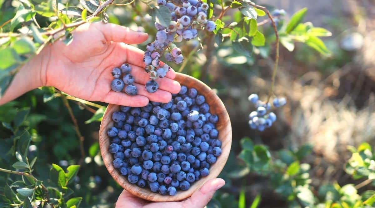 Mirtilo para Consumo e Cultivo: Guia Horta em Casa Brasil