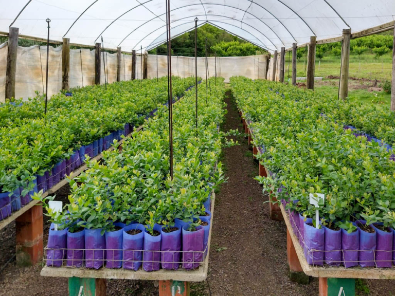 Como Plantar Mirtilo? Aprenda a Cultivar Blueberry (+5 Dicas)